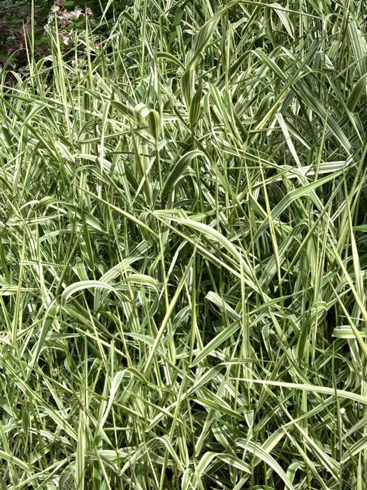Luzula sylvatica 'Marginata' kaufen