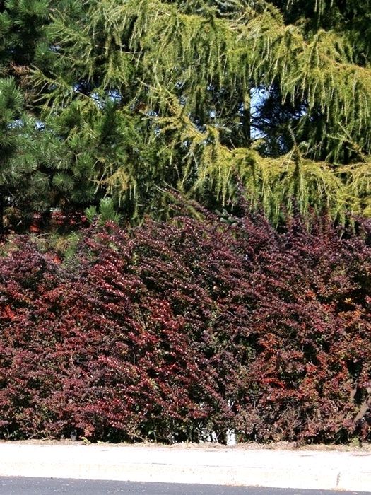 Blutberberitze, Berberis thunbergii Atropurpurea