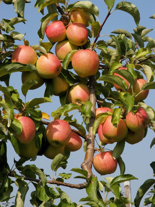 Duo- und Familien-Obstbäume