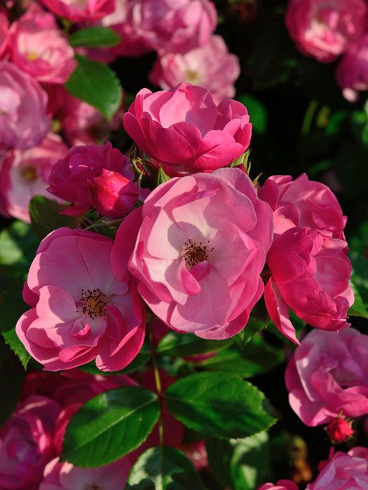 Rose Lupo Kordes-