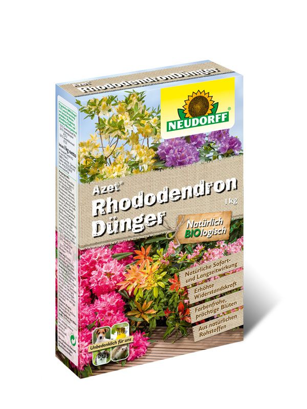 Rhododendron 'Ramapo'