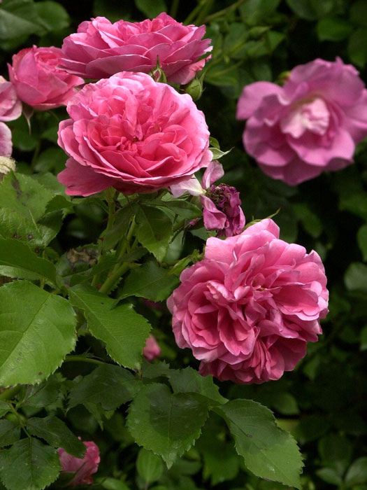 Rose Rosarium Uetersen
