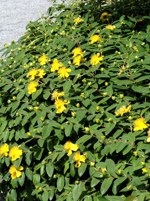 Vinca minor alba, Weißes Immergrün