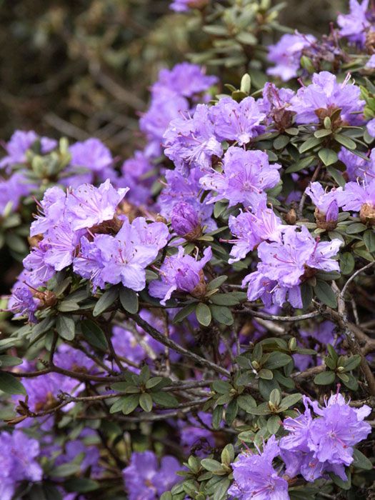 Rhododendron 'Ramapo'