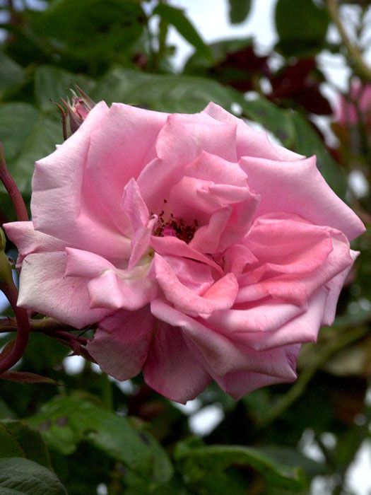 Rose Ramira