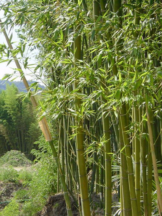 Phyllostachys vivax aureocaulis