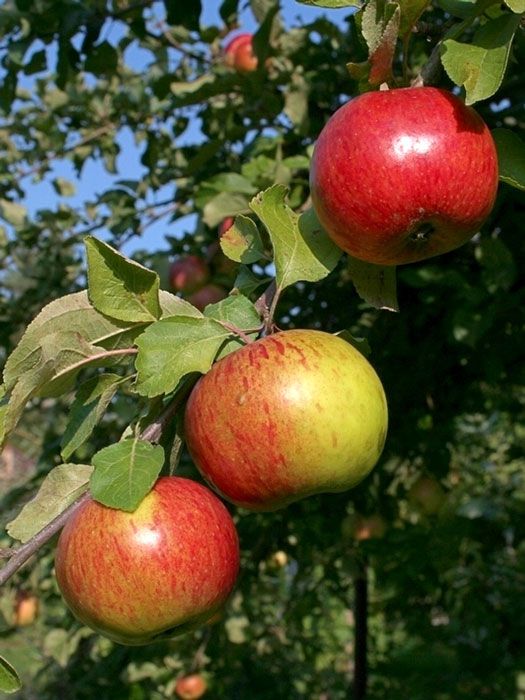 Apfelbaum Gravensteiner