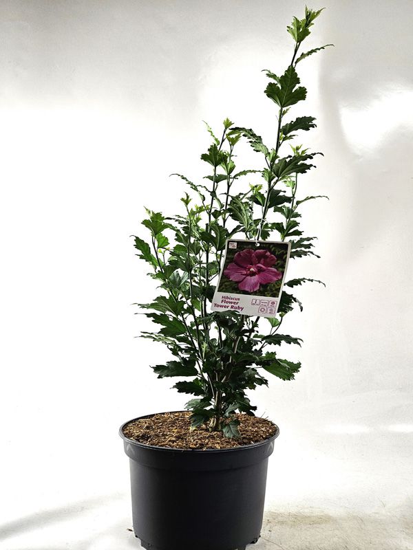 Hibiscus syriacus 'Flower Tower Ruby', Säulen-Eibisch