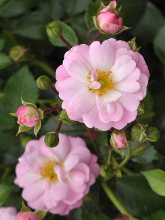 Rose Lupo Kordes-