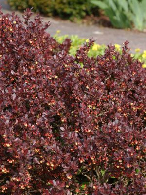 Blutberberitze, Berberis thunbergii Atropurpurea