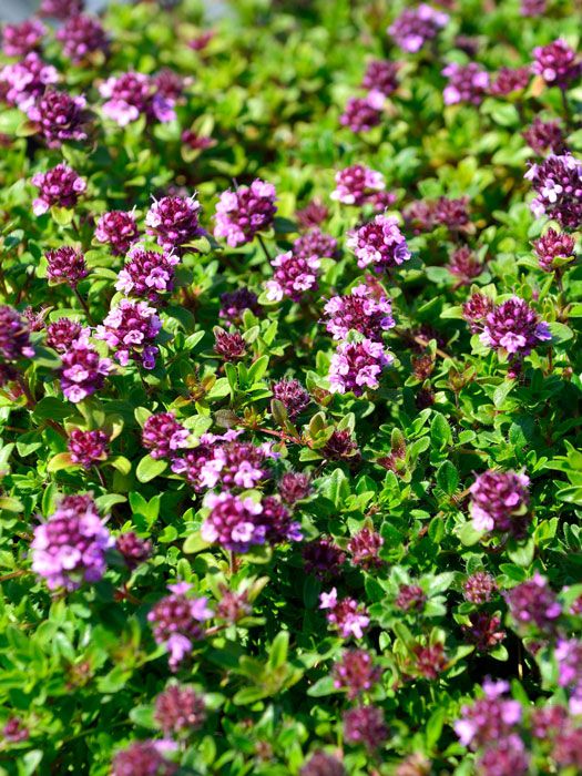 Thymus praecox var. arcticus 'Minus'