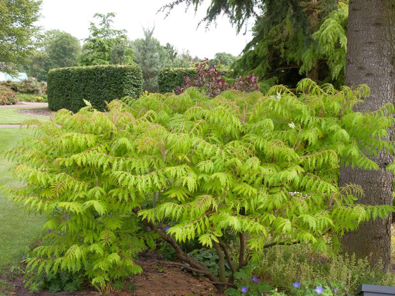 Tamarix parviflora, Frühlingstamariske
