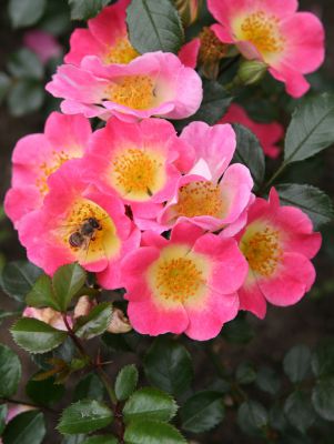 Rose Gärtnerfreude/Toscana Kordes-