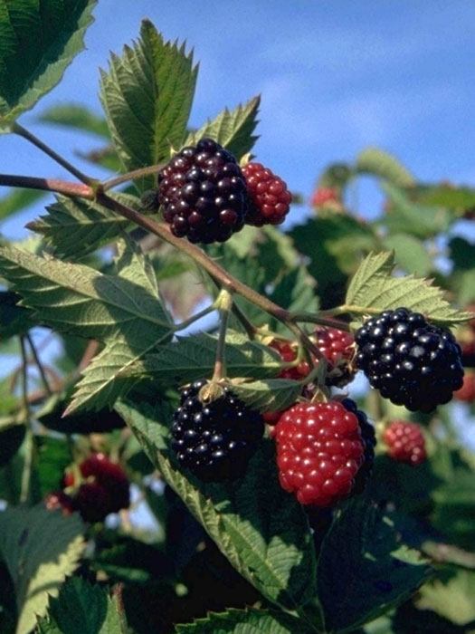 Brombeeren