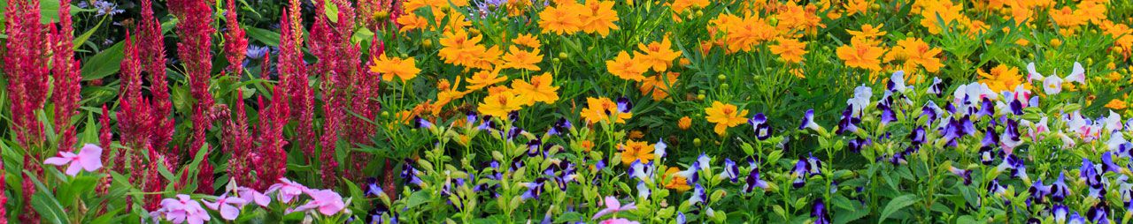 Gartenstauden