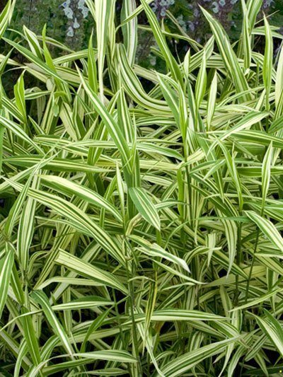 Luzula sylvatica 'Marginata' kaufen