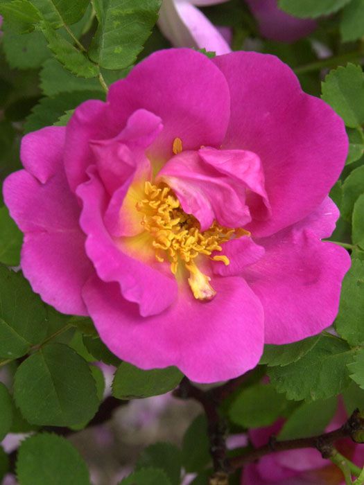 Rose Lupo Kordes-