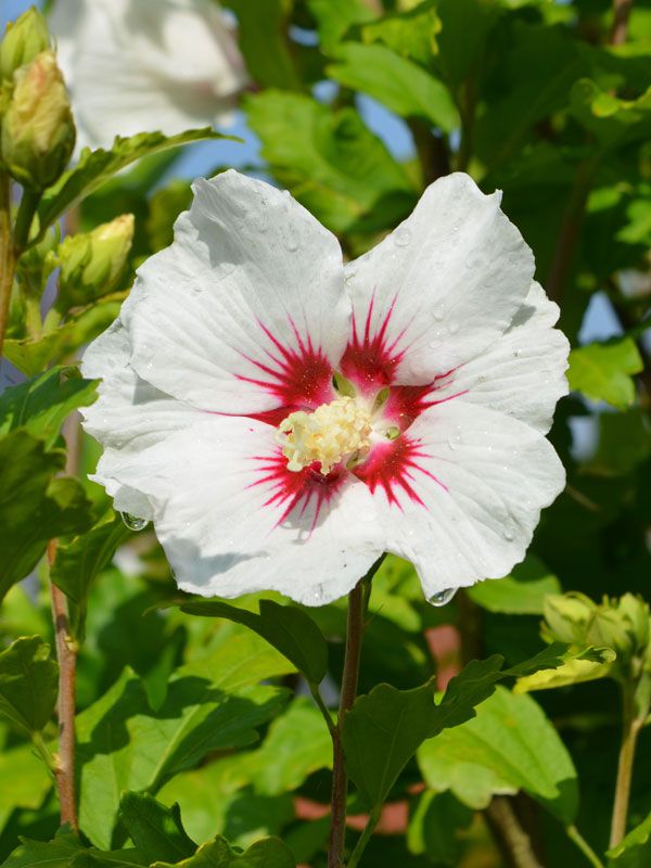 Hibiscus syriacus 'Flower Tower Purple', Säulen-Eibisch