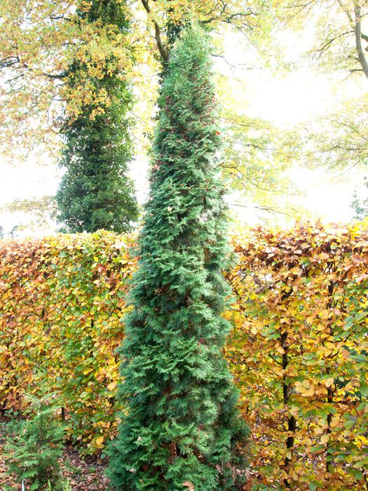 Säulenthuja, Thuja Columna