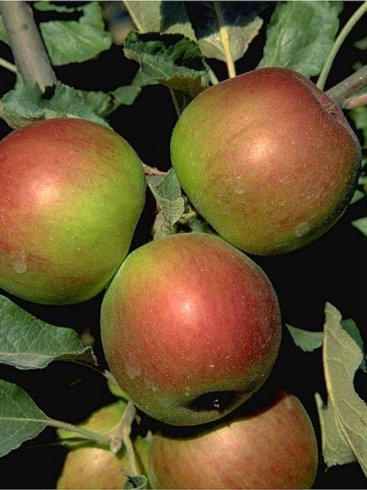 Jonathan Apfel kaufen