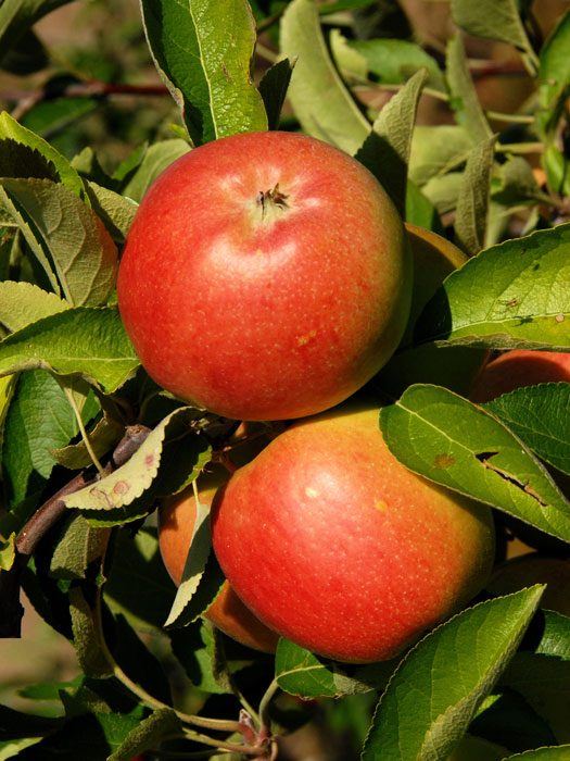 Äpfelbäume für den Garten